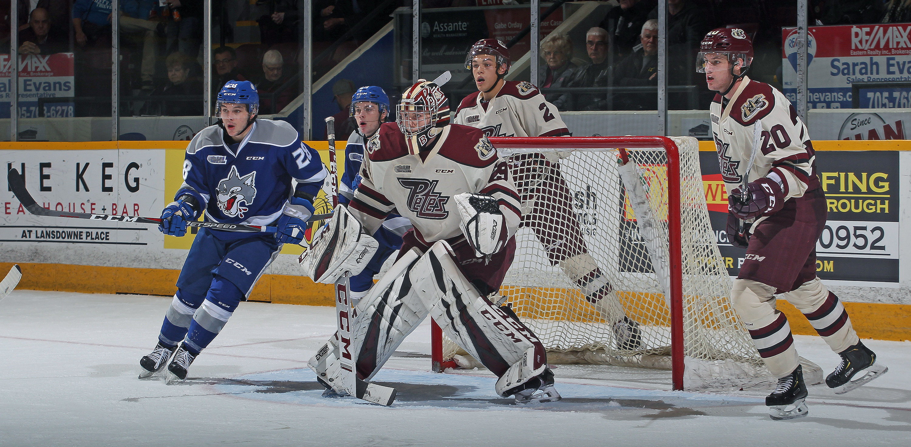 Petes Can't Fend Off Wolves - Peterborough Petes