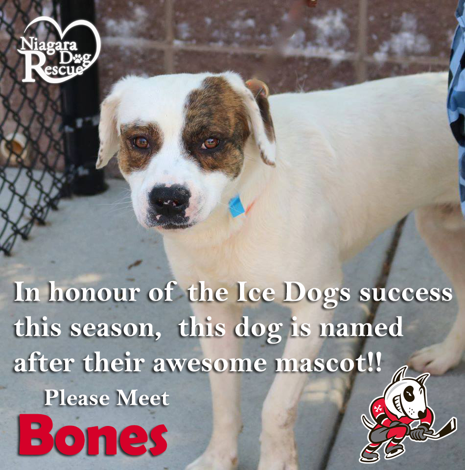 Adopt Bones! - Niagara IceDogs