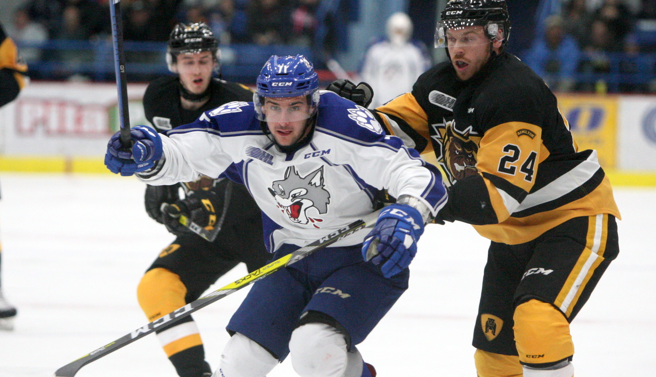 Bulldogs Bite Back at Wolves - Sudbury Wolves