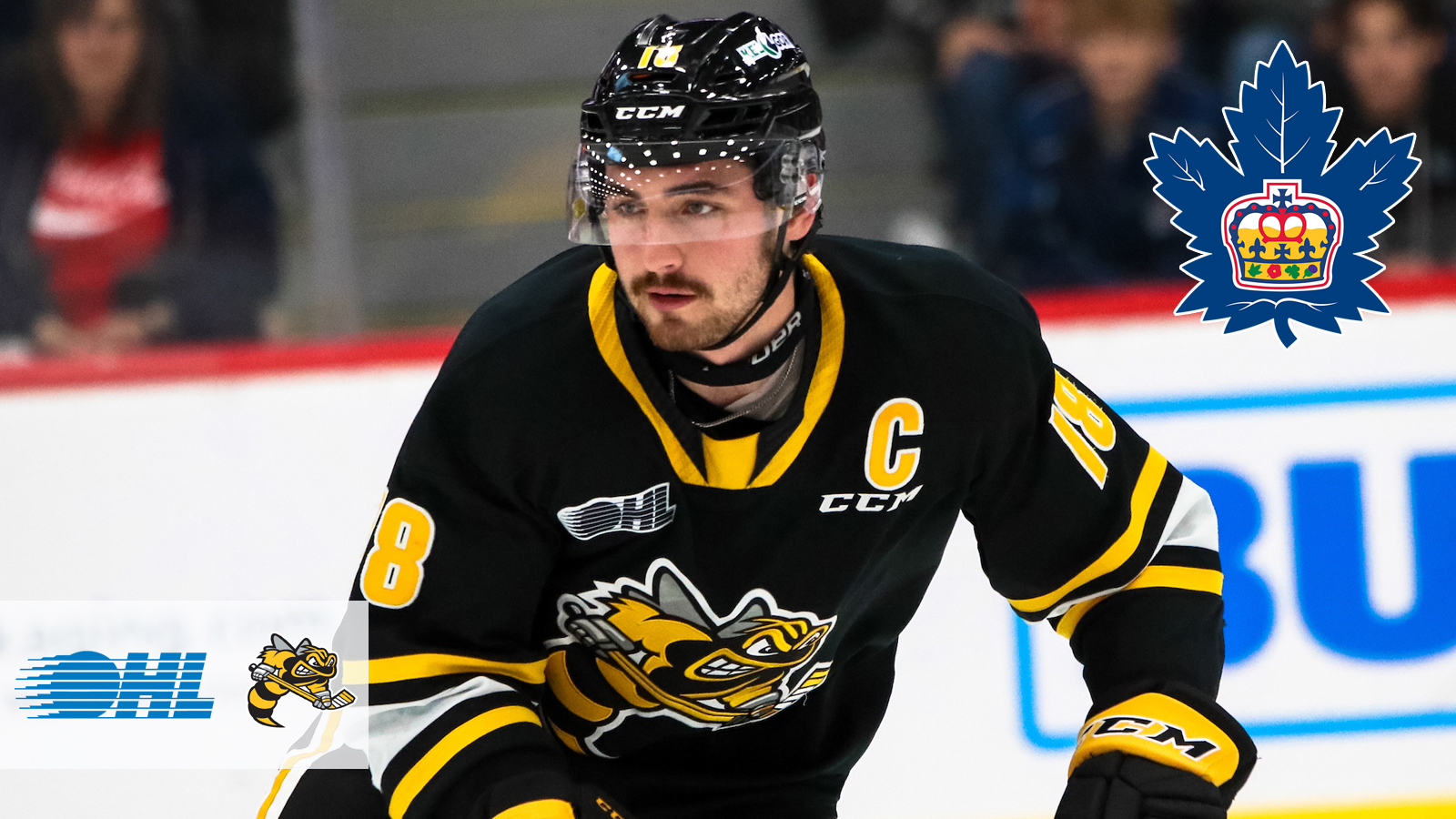 Sting's Dillingham signs AHL contract with Toronto Marlies - Ontario ...