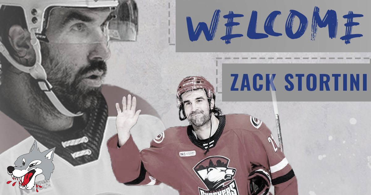 Stortini Joins Wolves as Assistant Coach - Sudbury Wolves