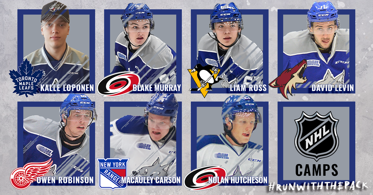 Seven Wolves Attend NHL Camps - Sudbury Wolves
